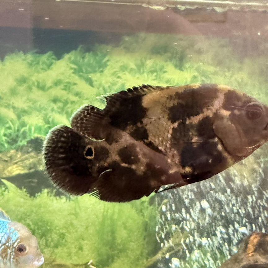 Рыба астронотус