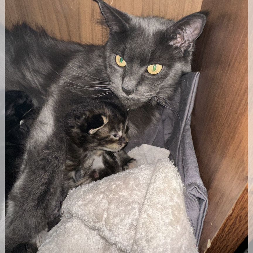 Мейн-кун котёнок