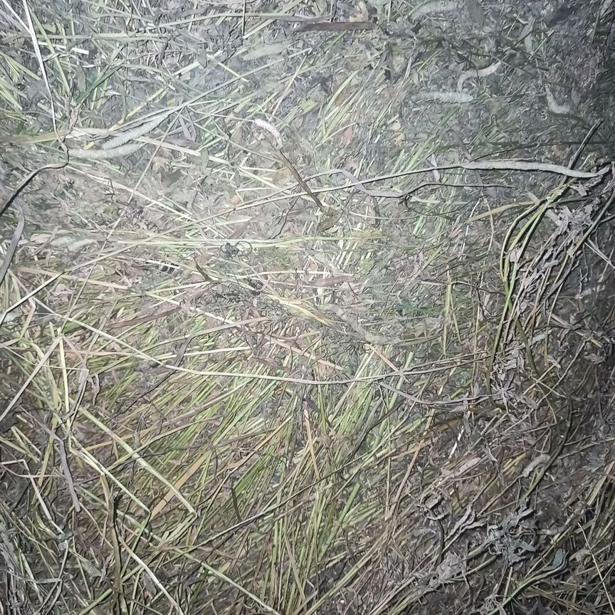 Сено в рулонах