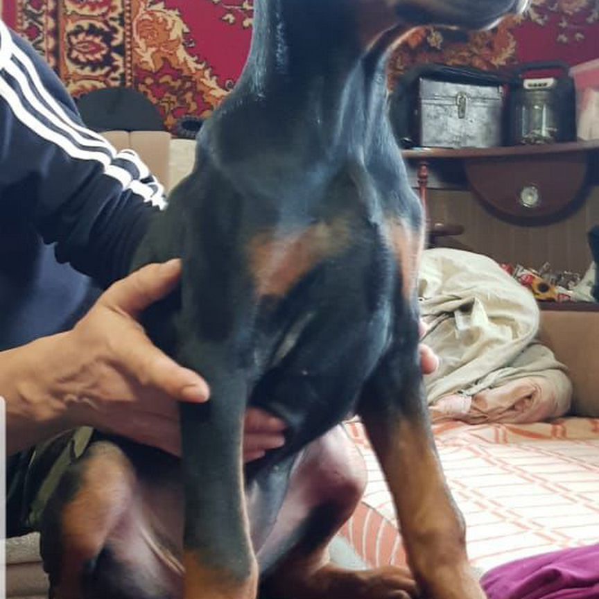 Щенки добермана