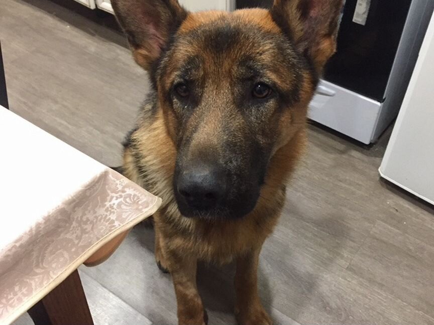 Кобель немецкая овчарка на вязку