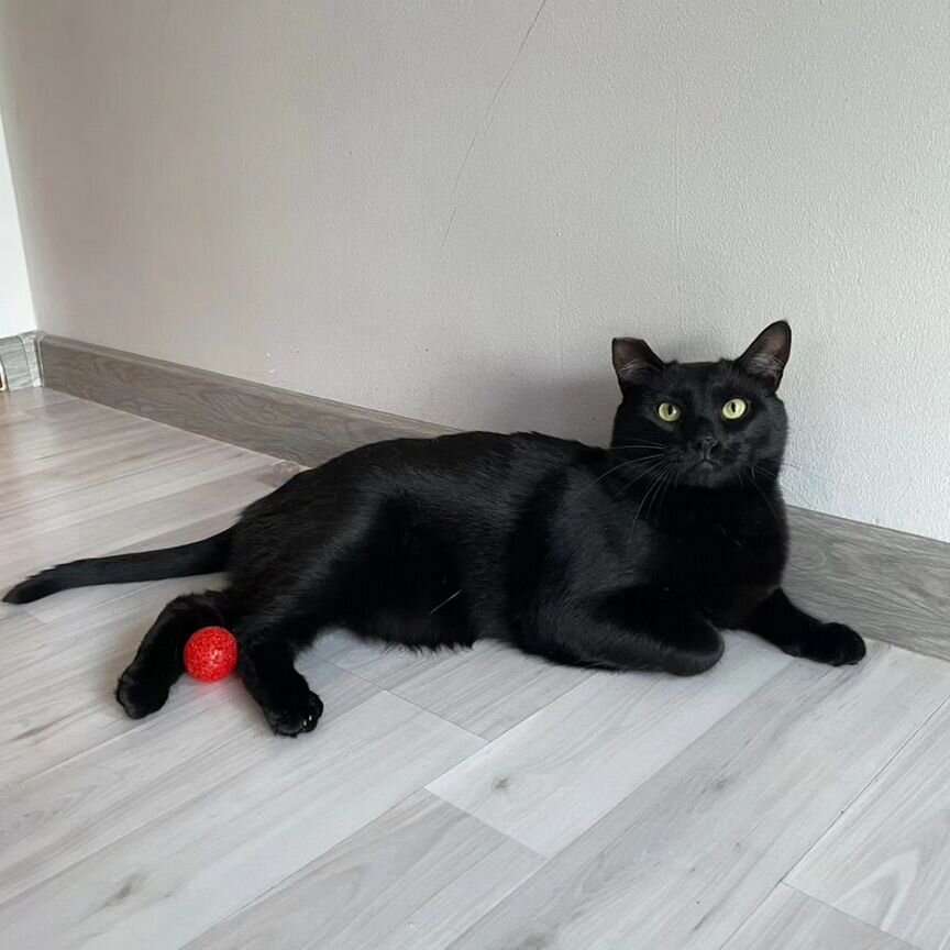 Черный котик в добрые руки
