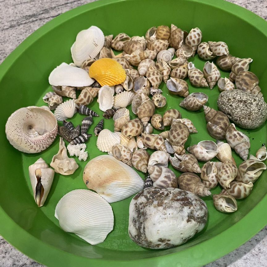 Ракушки морские мелкие