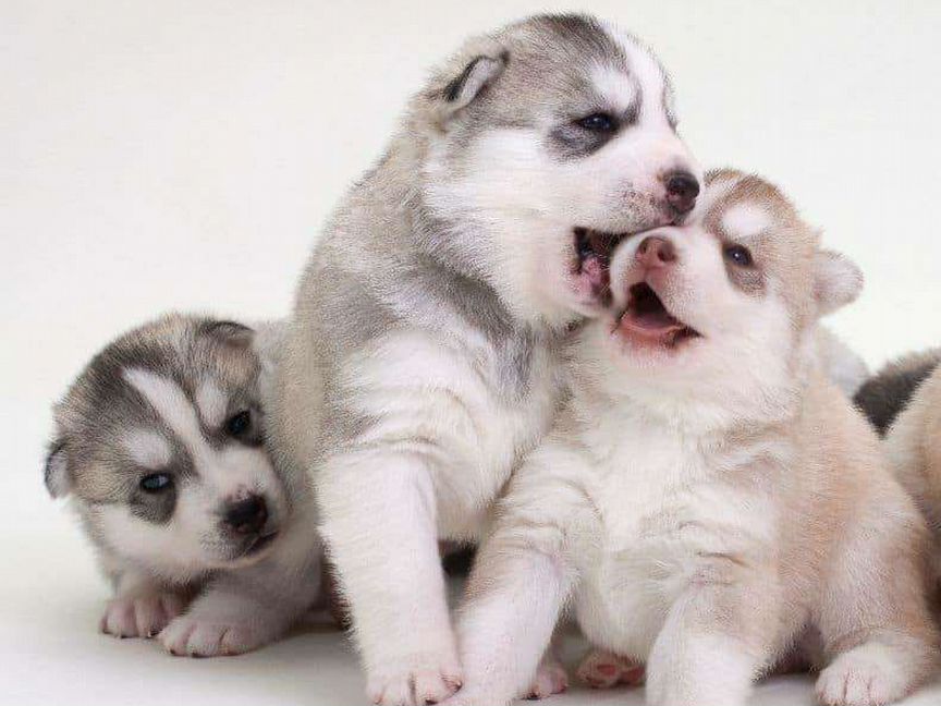 Щенки хаски