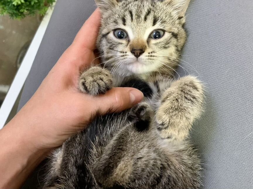 Котенок девочка полосатая