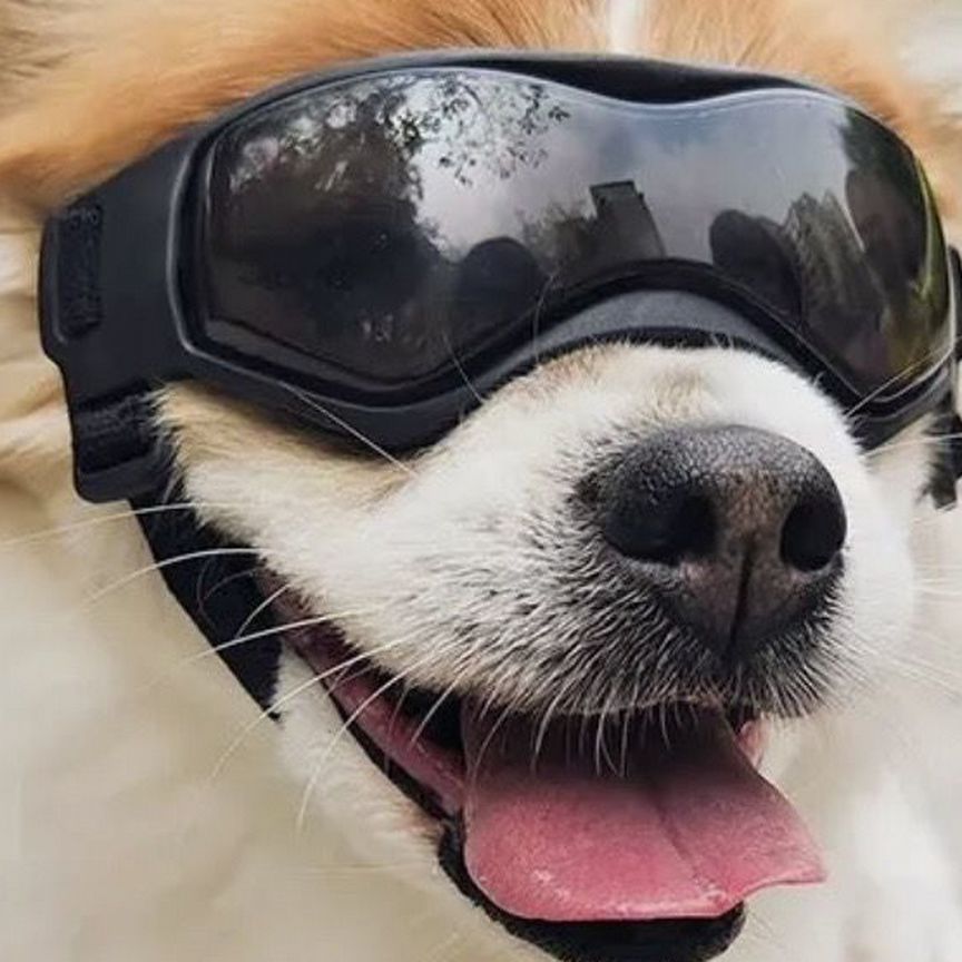 Солнцезащитные очки для собак