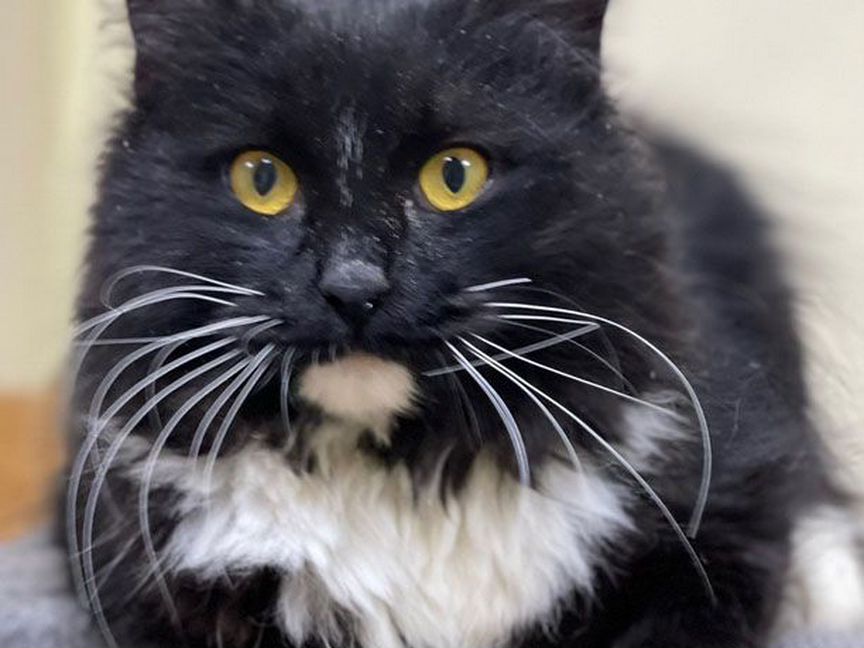 Ласковая нежная девочка Камелия-котенок подросток