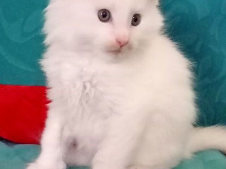 Белоснежные кунята