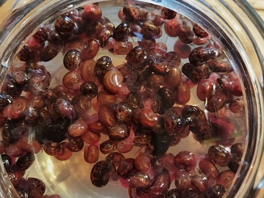 Улитки Катушки и Мелании