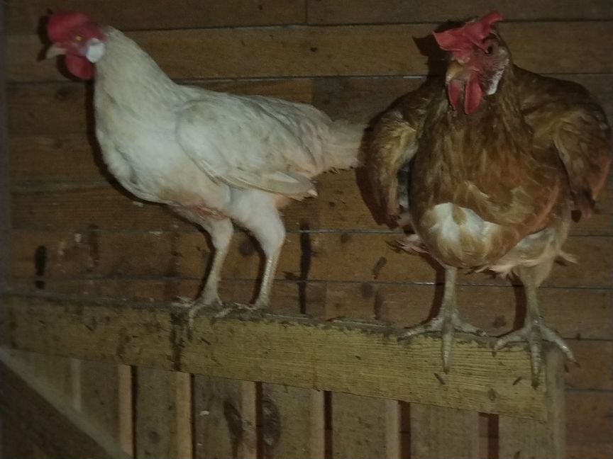 Куры несушки продам