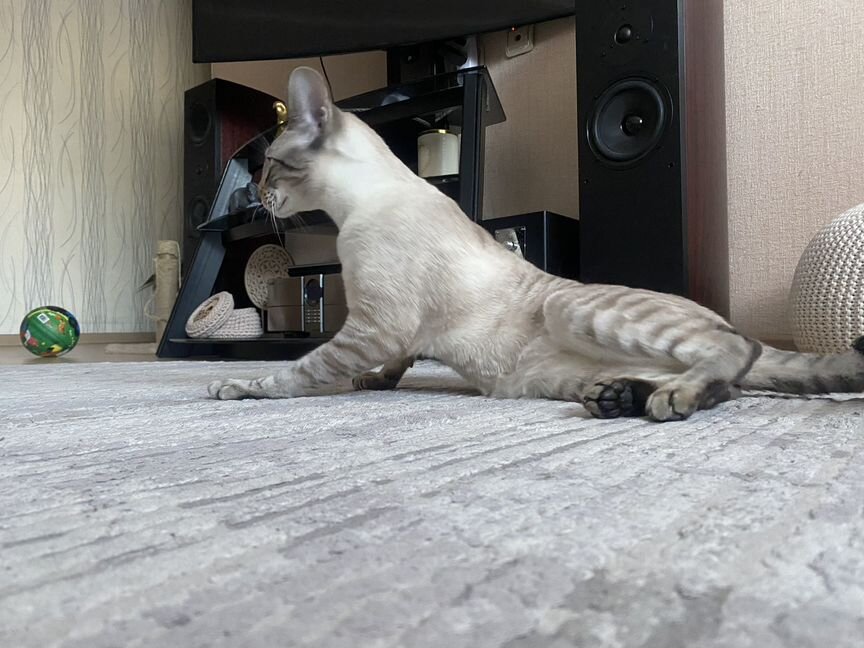 Ориентальный кот вязка