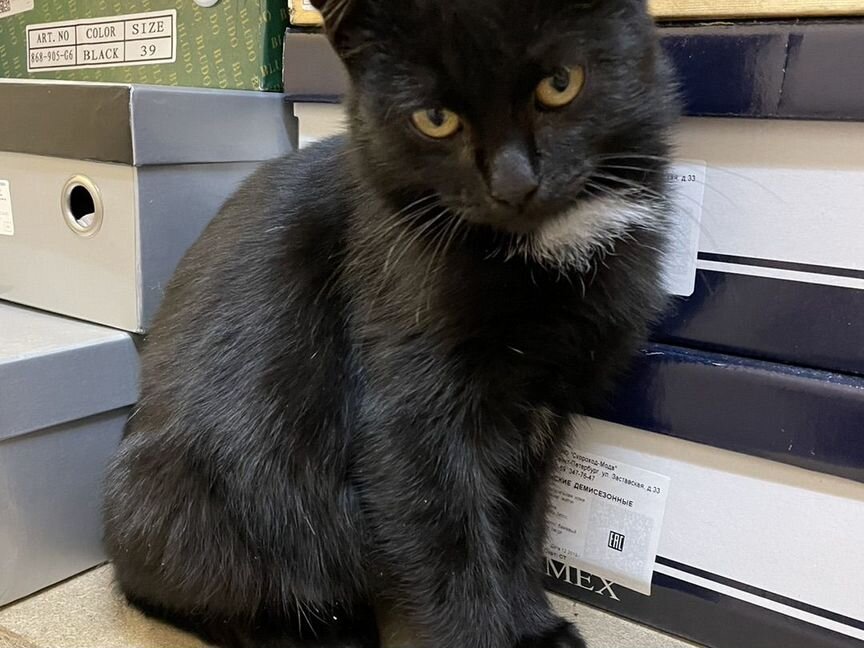 Спасите брошенных котиков