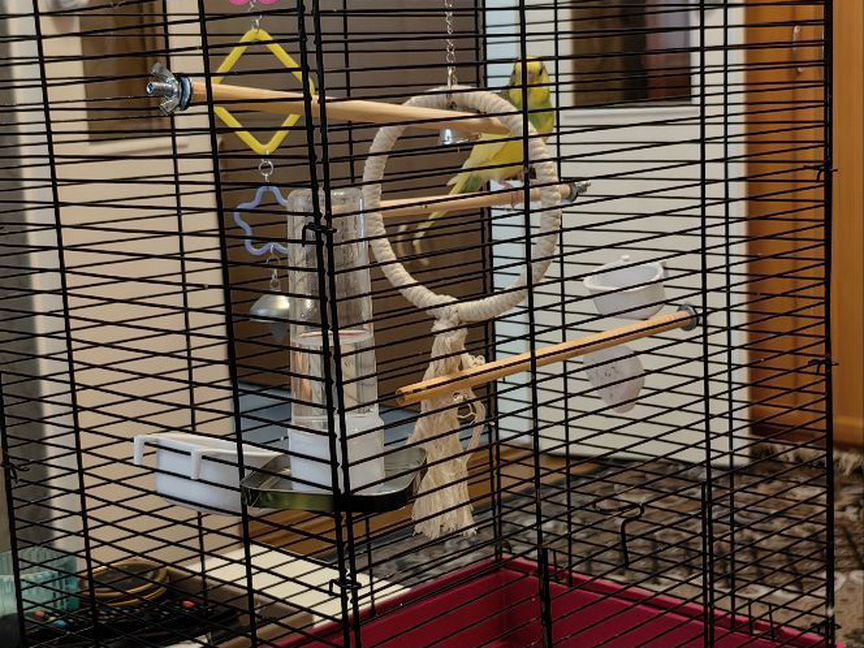 Попугай с клеткой