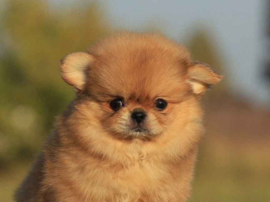 Помчи, очень курносая (чихуахуа / шпиц )