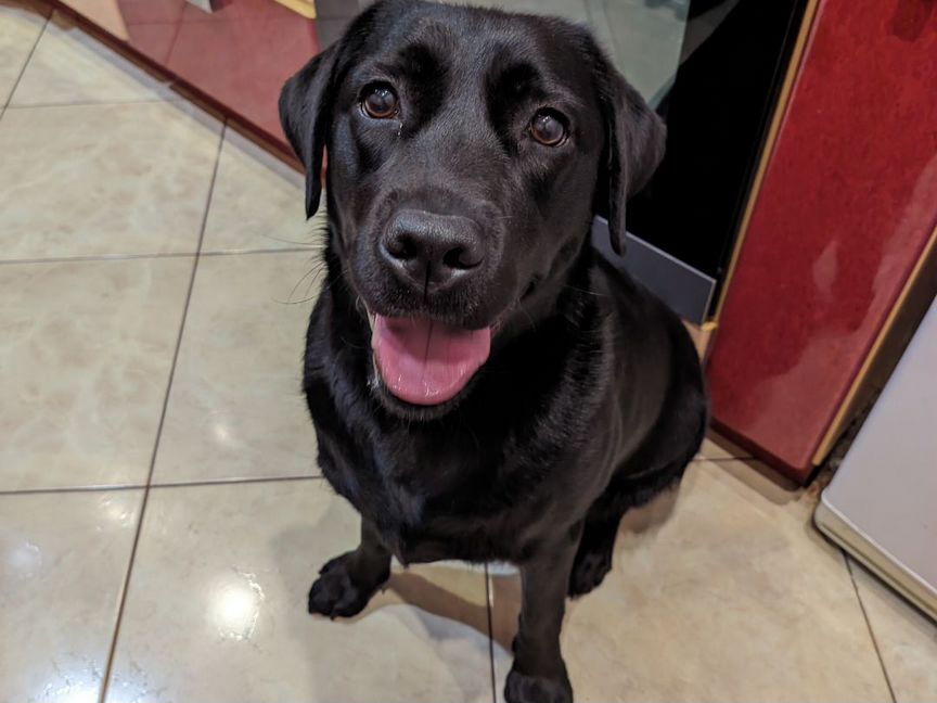 Лабрадор в добрые руки