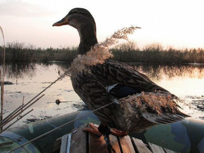 Подсадные Утки Доставка