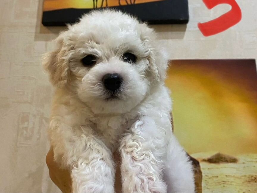 Наикрасивейшие щенки бишон фризе