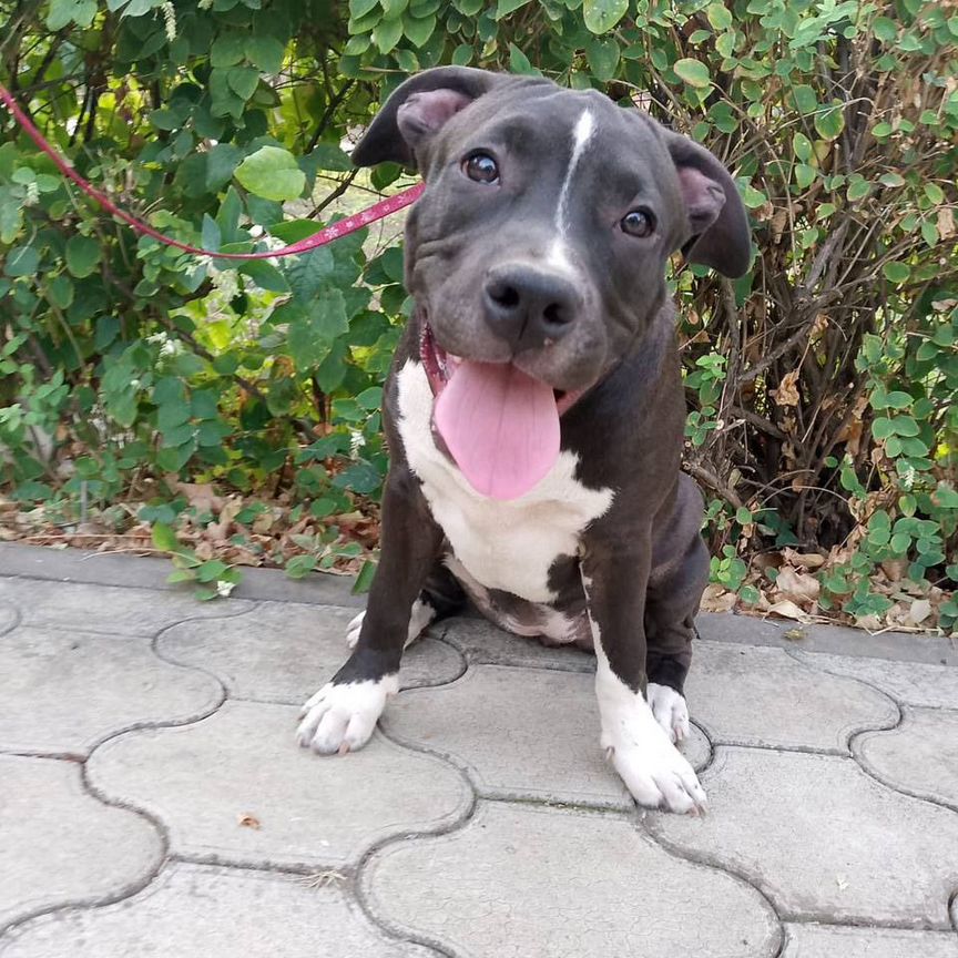 Щенки американского стаффорда