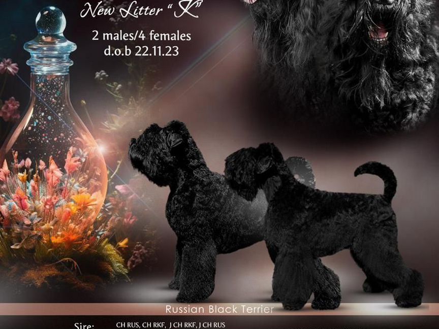 Русский черный терьер щенки
