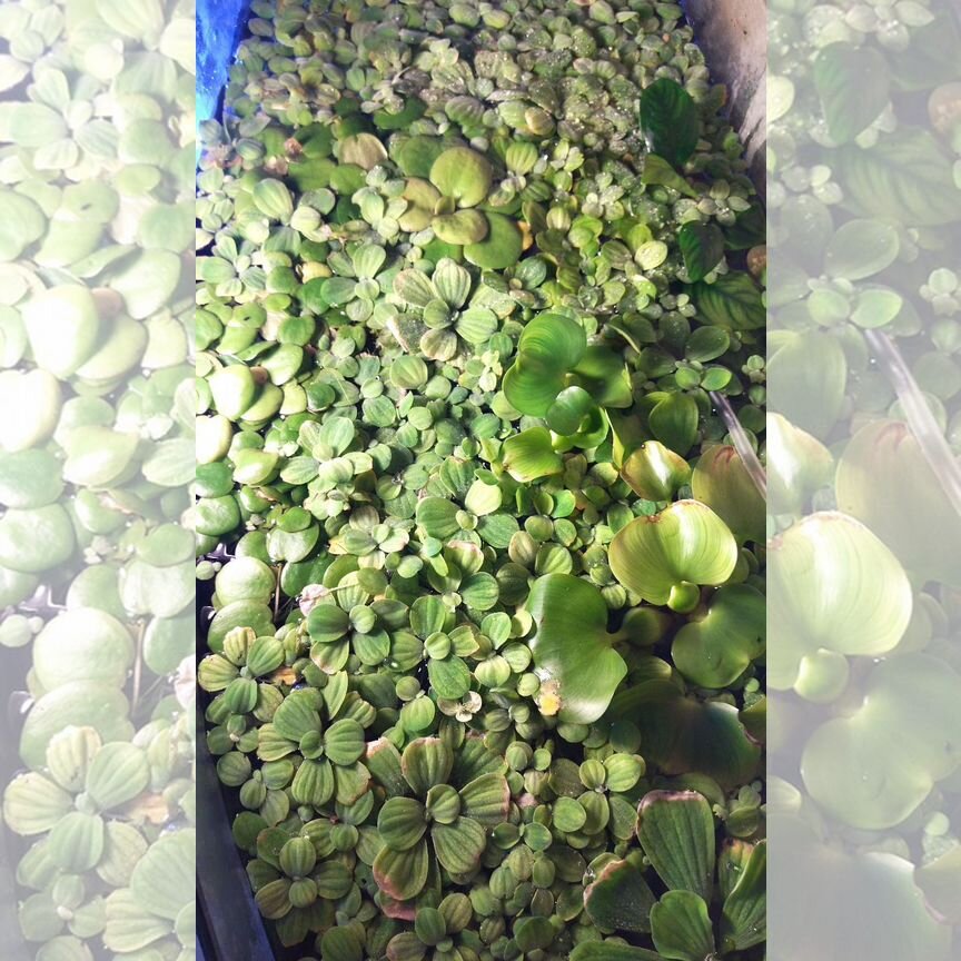 Пистия, сальвиния