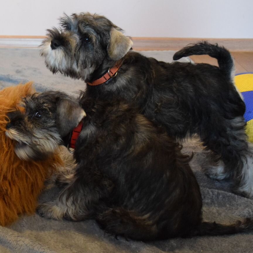 Цвергшнауцер, щенок