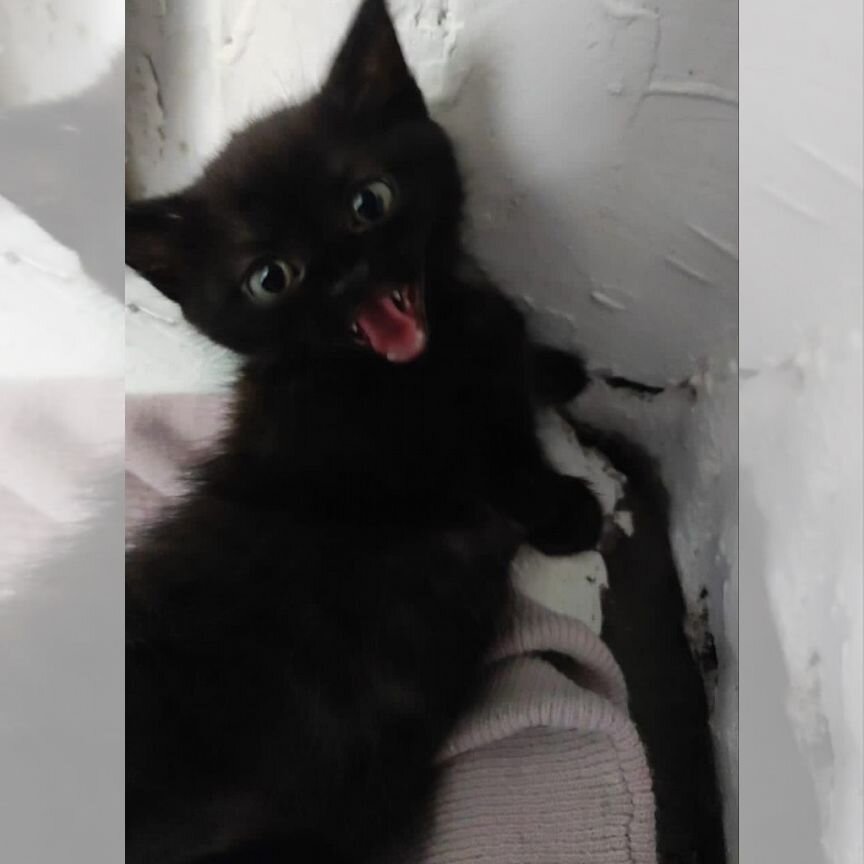 Черный Котенок от сиамской кошки