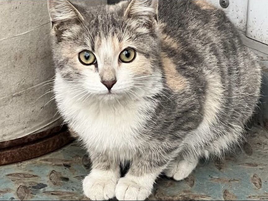 Кошечка красивая, добрая, 4 месяца