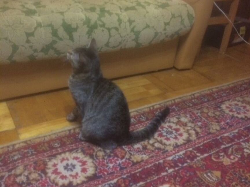 Котик на счастье Вам