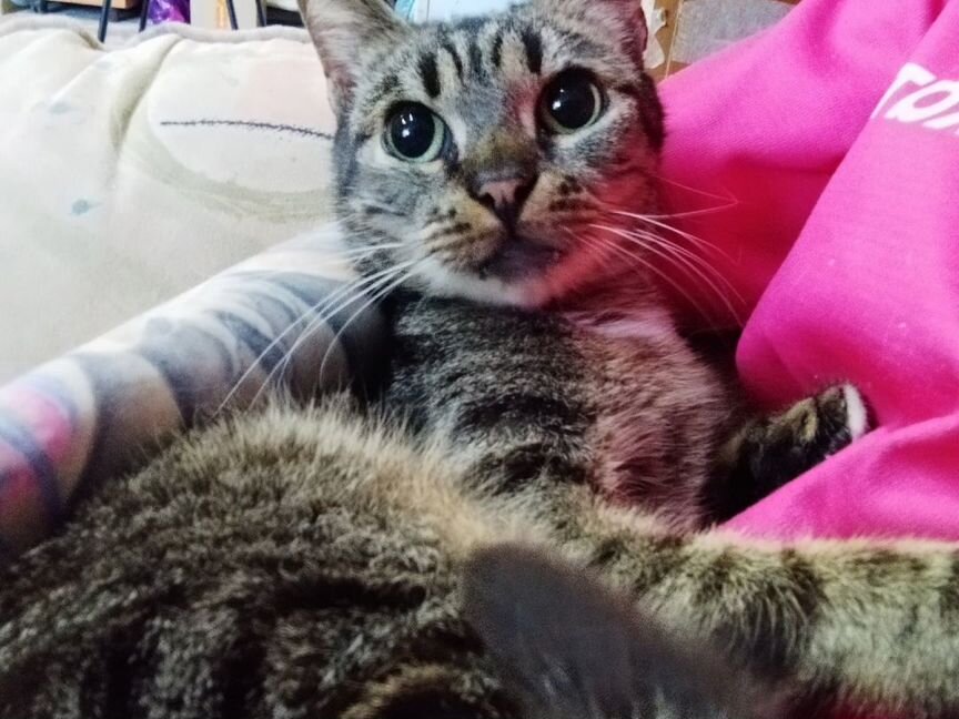 Котик Лапочка