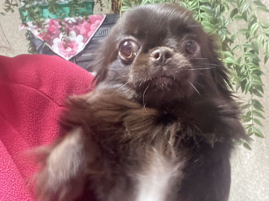 Шоколадная красавица -не для разведения