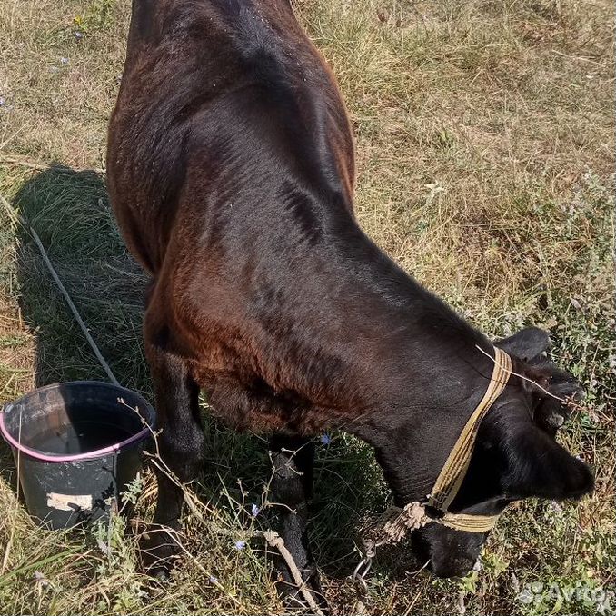 Бык и телëнок