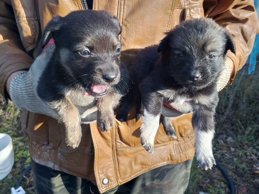 Щеночки в добрые руки отдам бесплатно