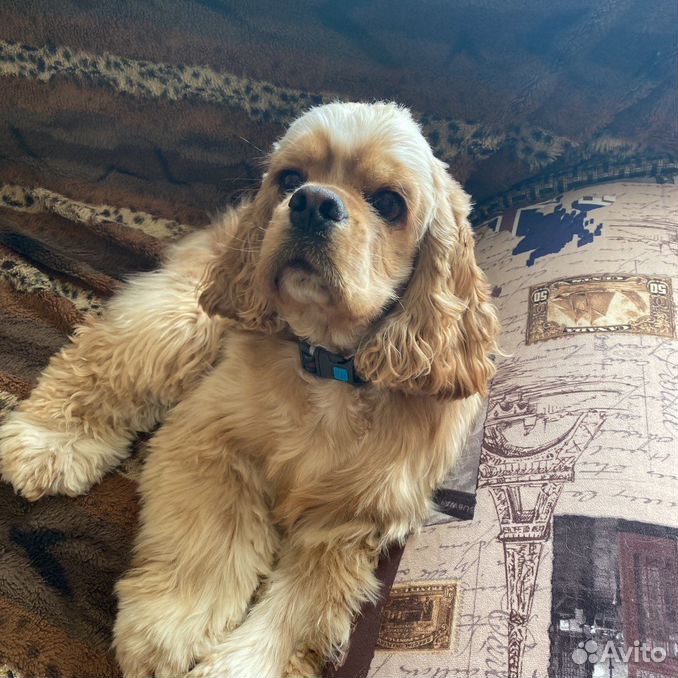 Американский Кокер спаниель ищет невесту)