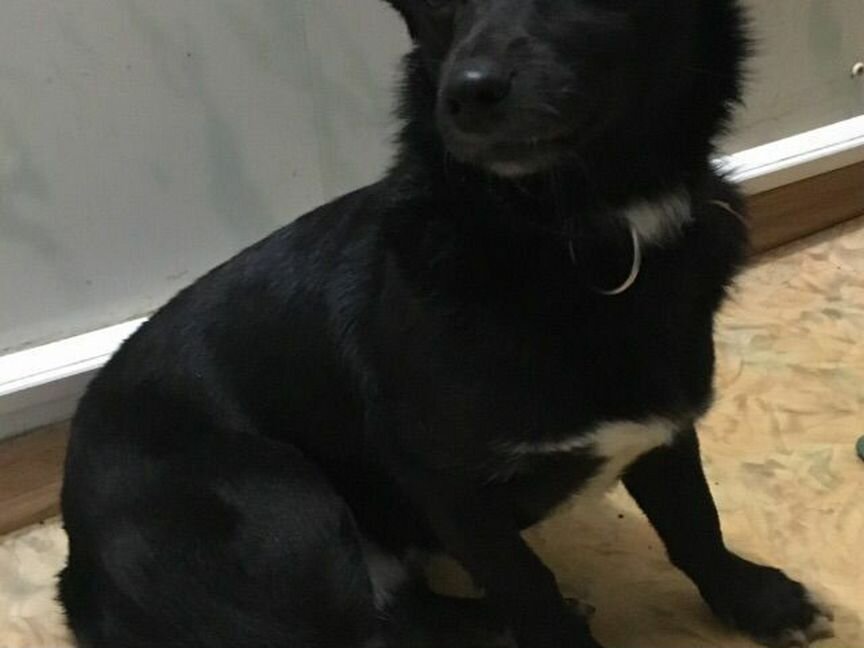 Песик молодой небольшой коротколапик в опасности