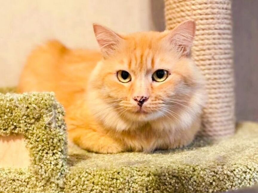 Кот пушистый, рыжий, добрый и ласковый