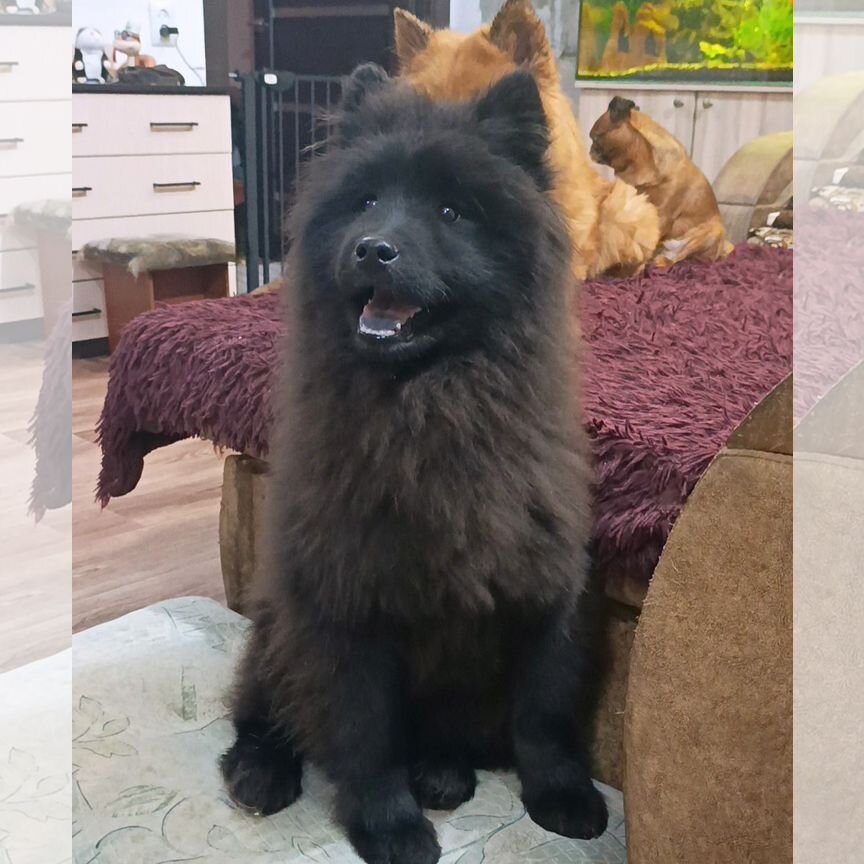 Евразиер, щенок