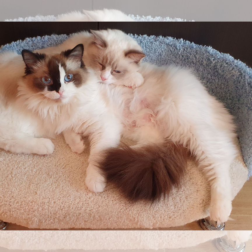 Рэгдолл, взрослая кошка