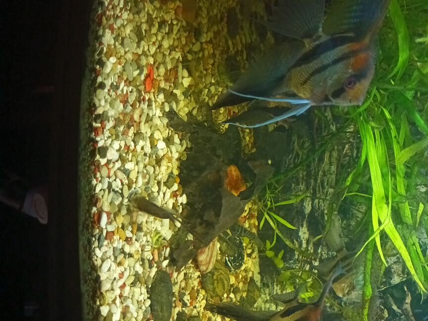 Аквариумная рыба