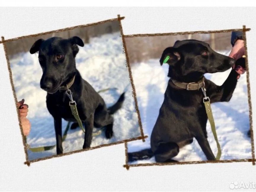 Собака в добрые руки