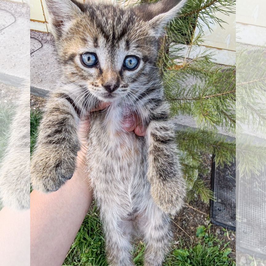 Котята в добрые руки бесплатно