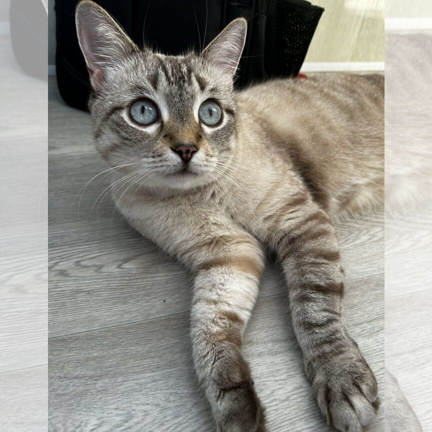 Отдам котика