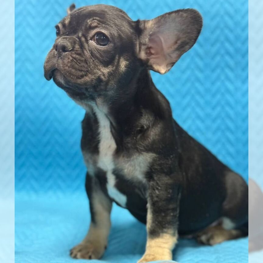 Французский бульдог, щенок