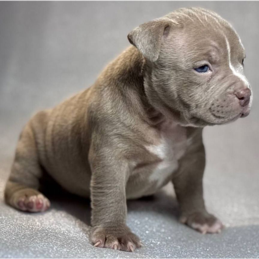 Американский булли, щенок