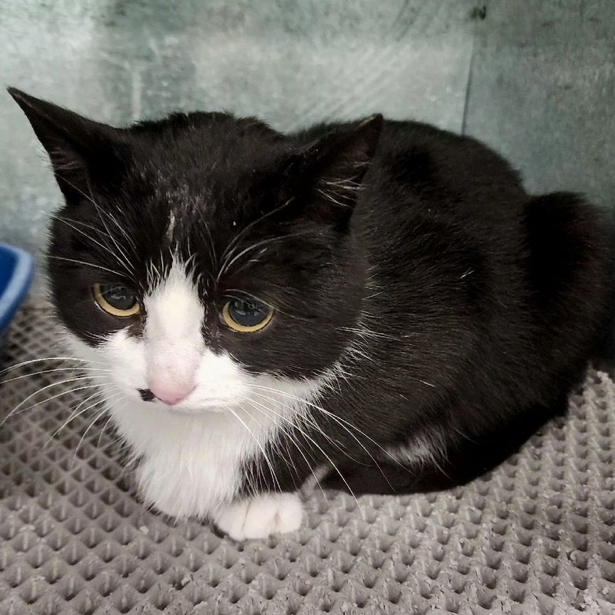 Нужна передержка/новый дом