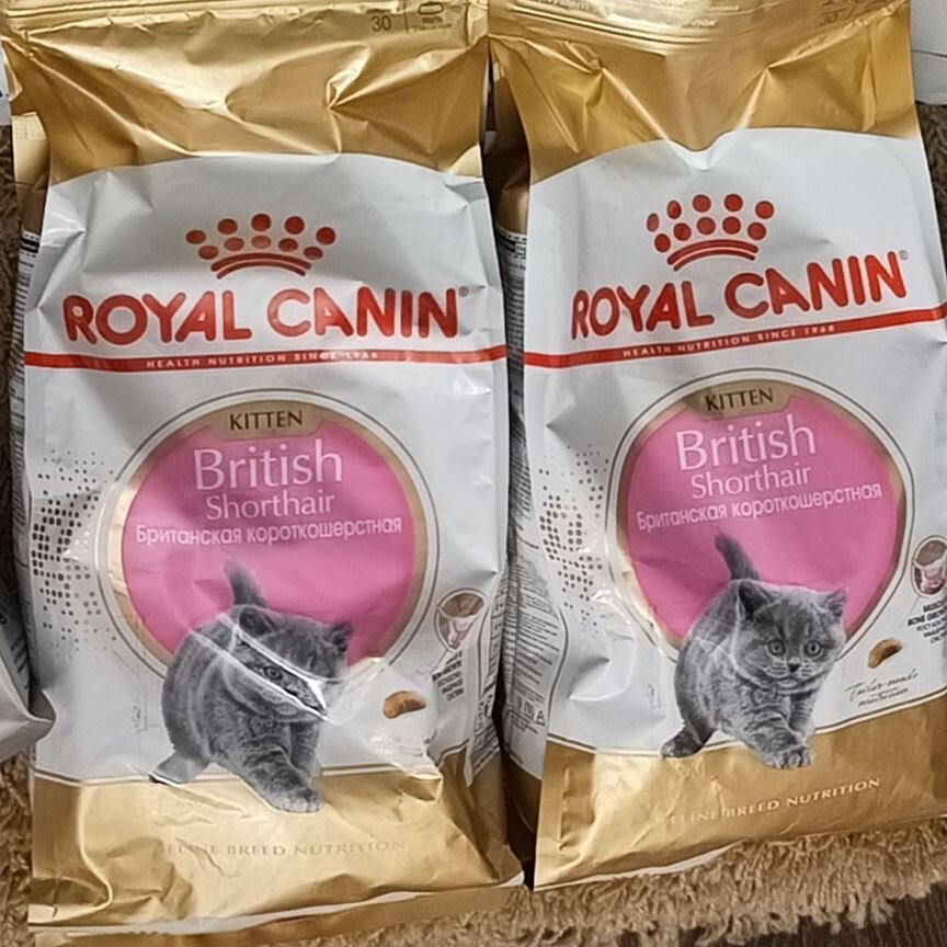 Royal Canin British Shorthair британских котят