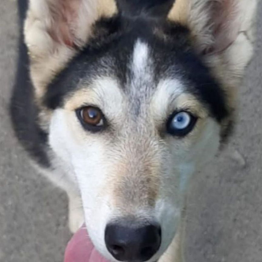 Хаски (метис) в добрые руки