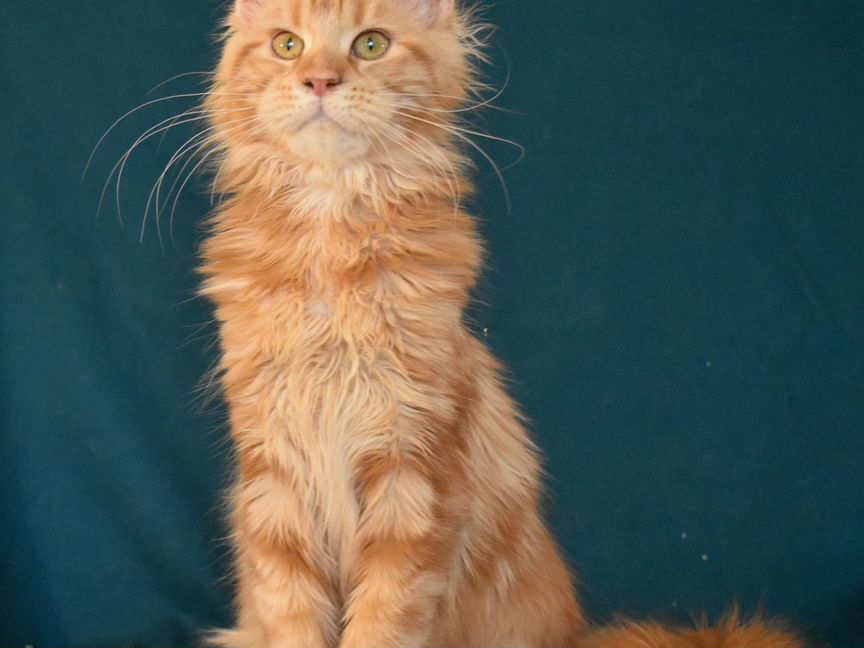 Кошка 3 года