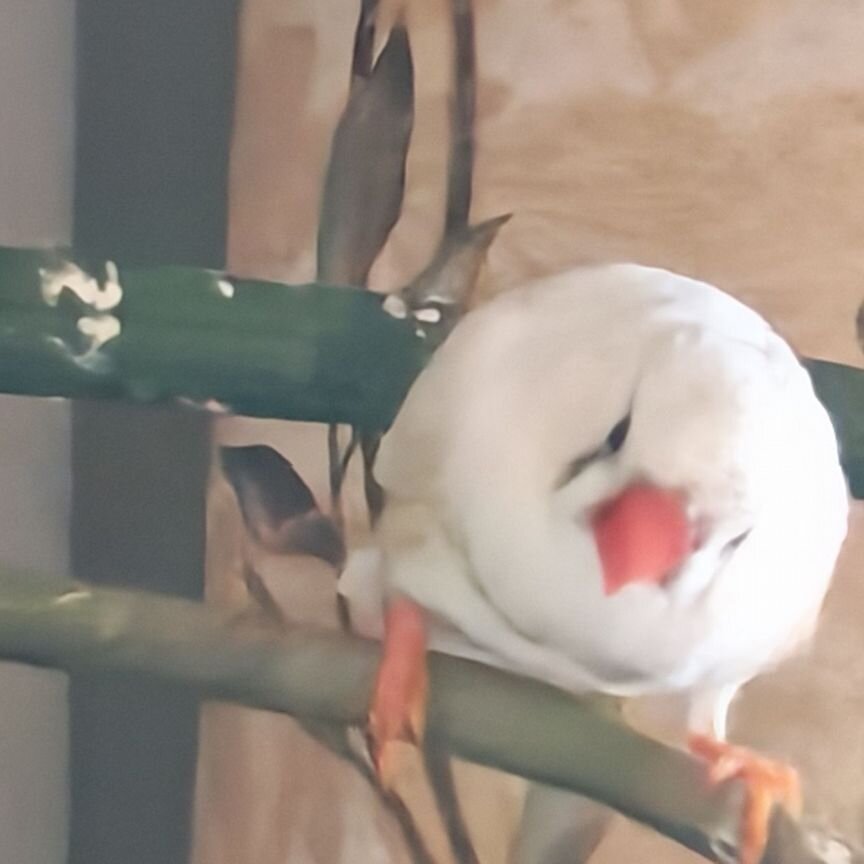 Молодые зебровые амадины