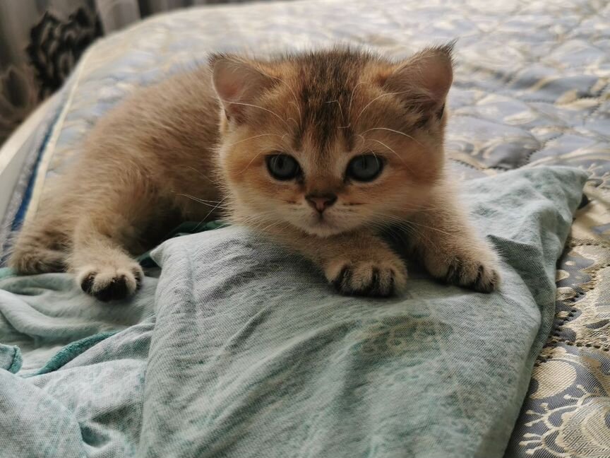 Британские котята шиншилла