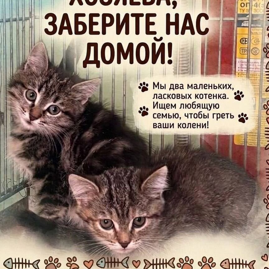 Котёнок в добрые руки